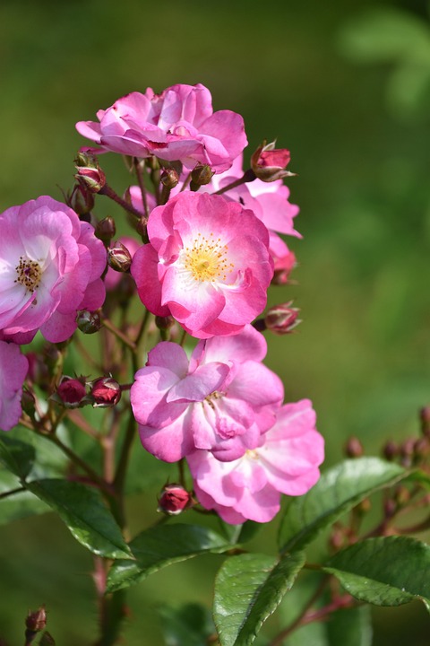 Pink Rumpun Pohon Bunga Mawar - Foto gratis di Pixabay - Pixabay