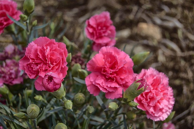 Flor Clavel Rosa - Foto gratis en Pixabay - Pixabay