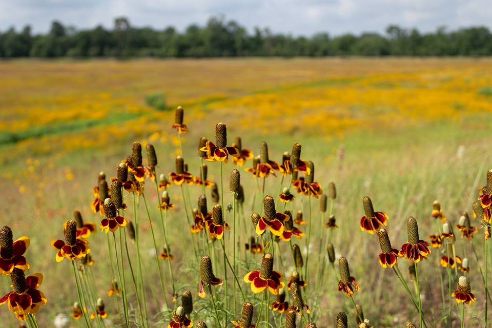 Wildflowers Field Meadow - Free photo on Pixabay - Pixabay