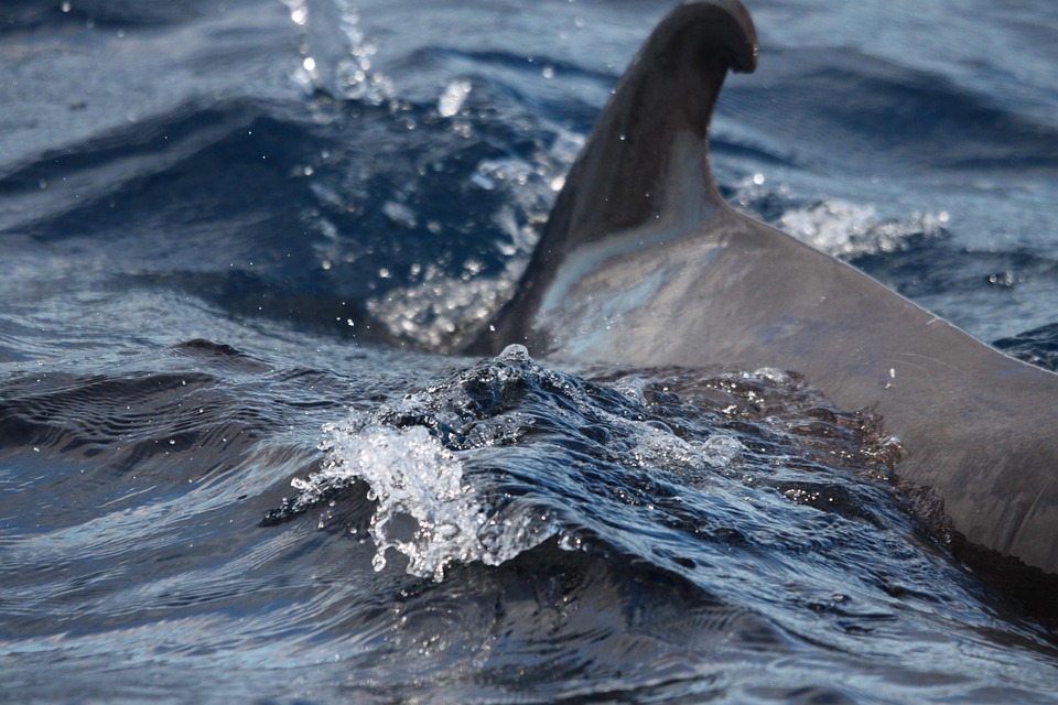 Nageoire Dorsale Dauphin Tenerife - Photo gratuite sur Pixabay - Pixabay