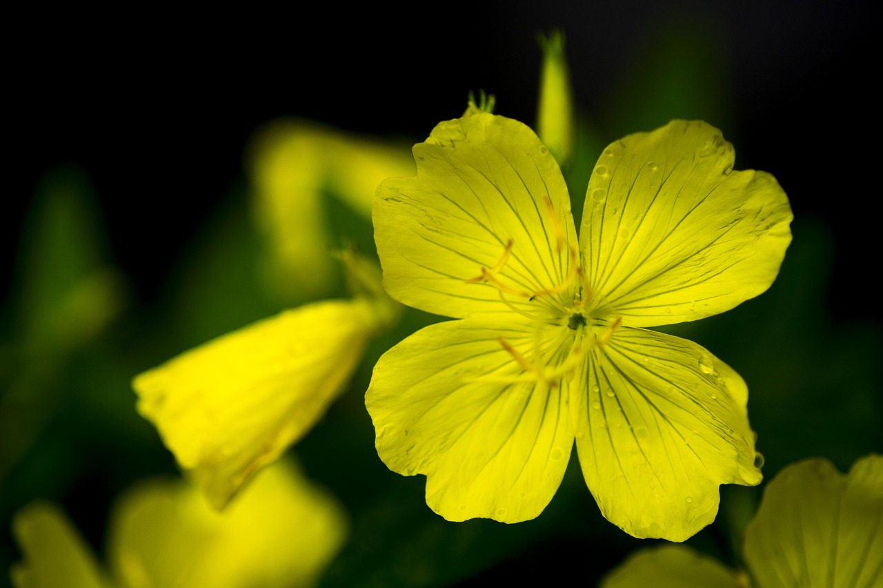 Baby Primrose Wildflower Nature - Free photo on Pixabay
