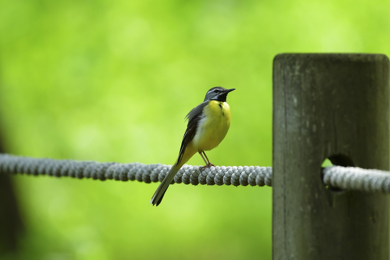 Pipit Bird Wood - Free photo on Pixabay - Pixabay