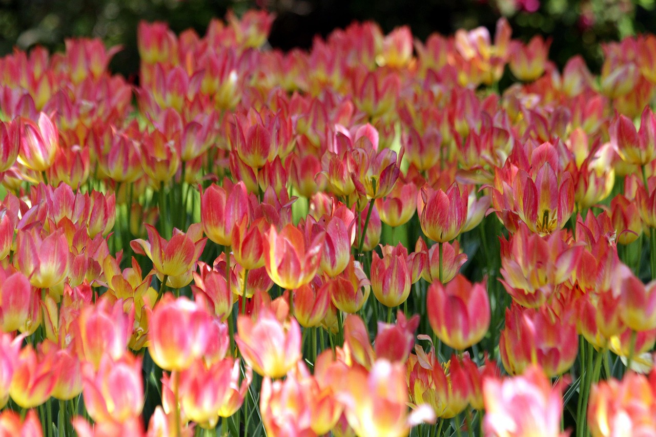 Tulipanes Flores Primavera - Foto gratis en Pixabay - Pixabay