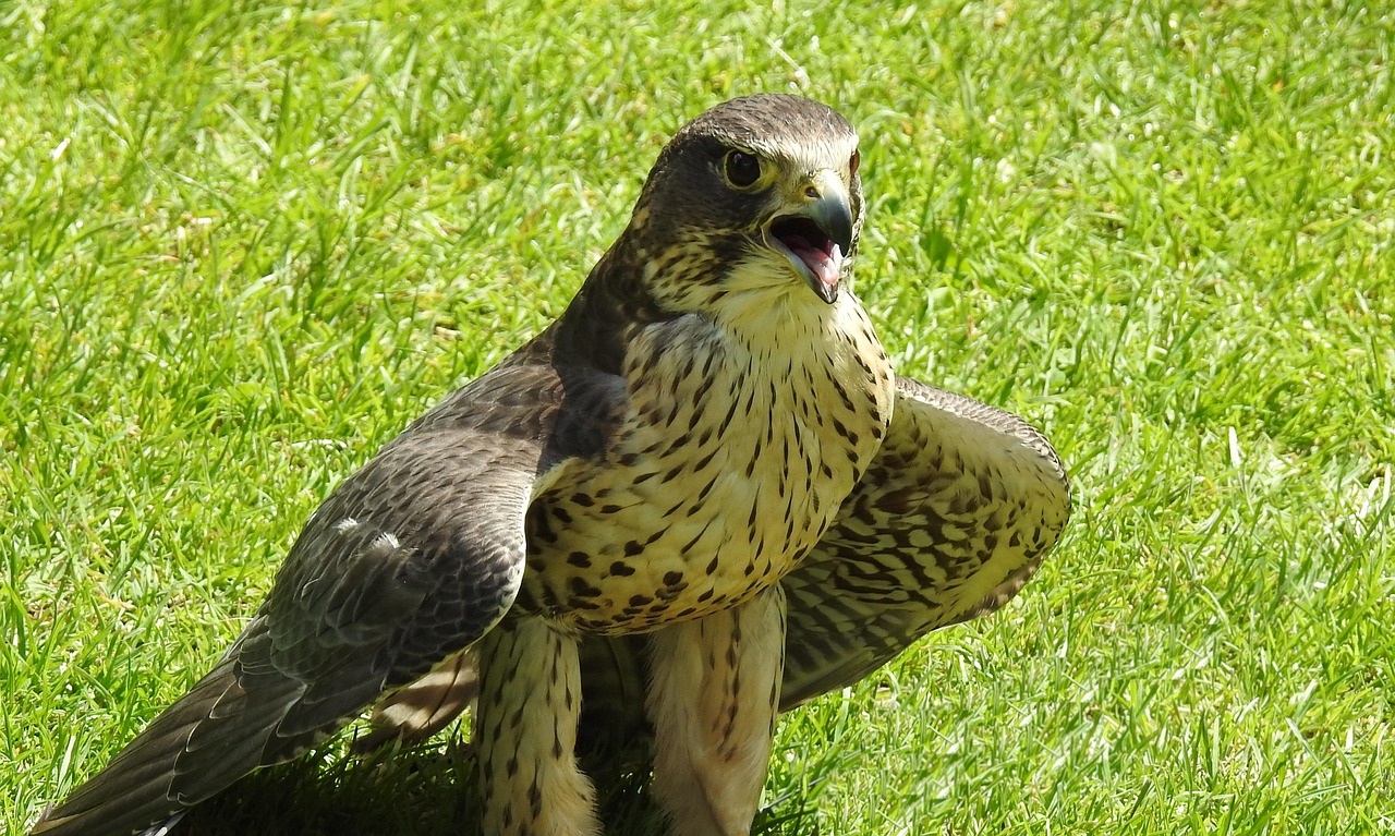 Oiseau Nature Vert - Photo gratuite sur Pixabay - Pixabay