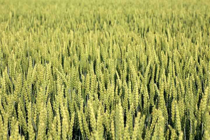 1,000+ Free Corn Field & Corn Photos - Pixabay