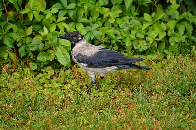 Crow Corbeau Le Jeune - Photo gratuite sur Pixabay - Pixabay