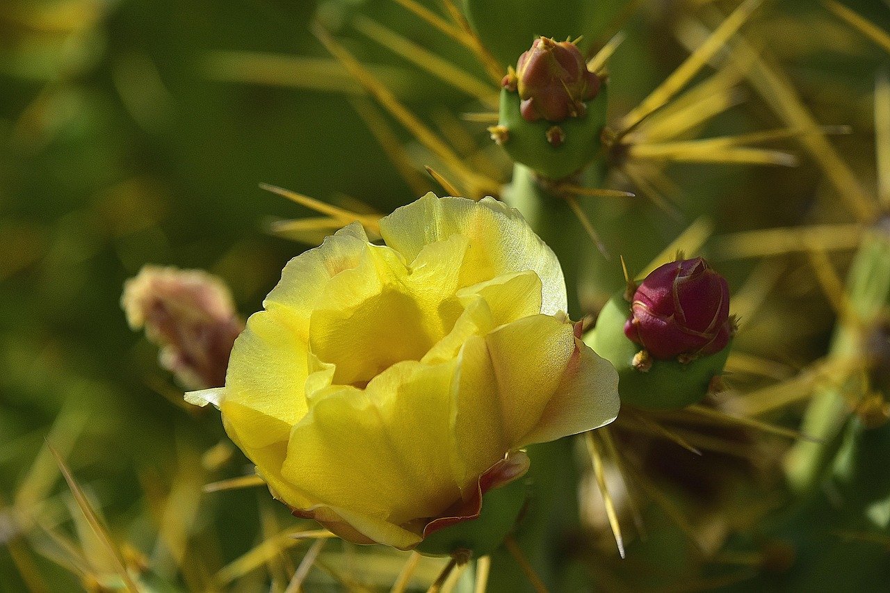 Blume Garten Blumen - Kostenloses Foto auf Pixabay - Pixabay