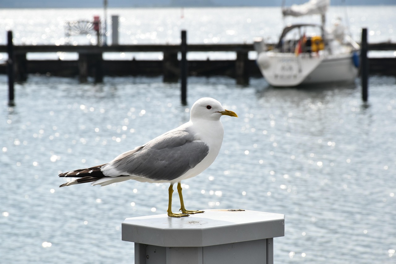Gull Sea Port - Free photo on Pixabay - Pixabay