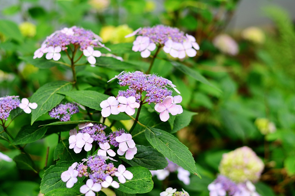Hydrangea Plate Flower - Free photo on Pixabay
