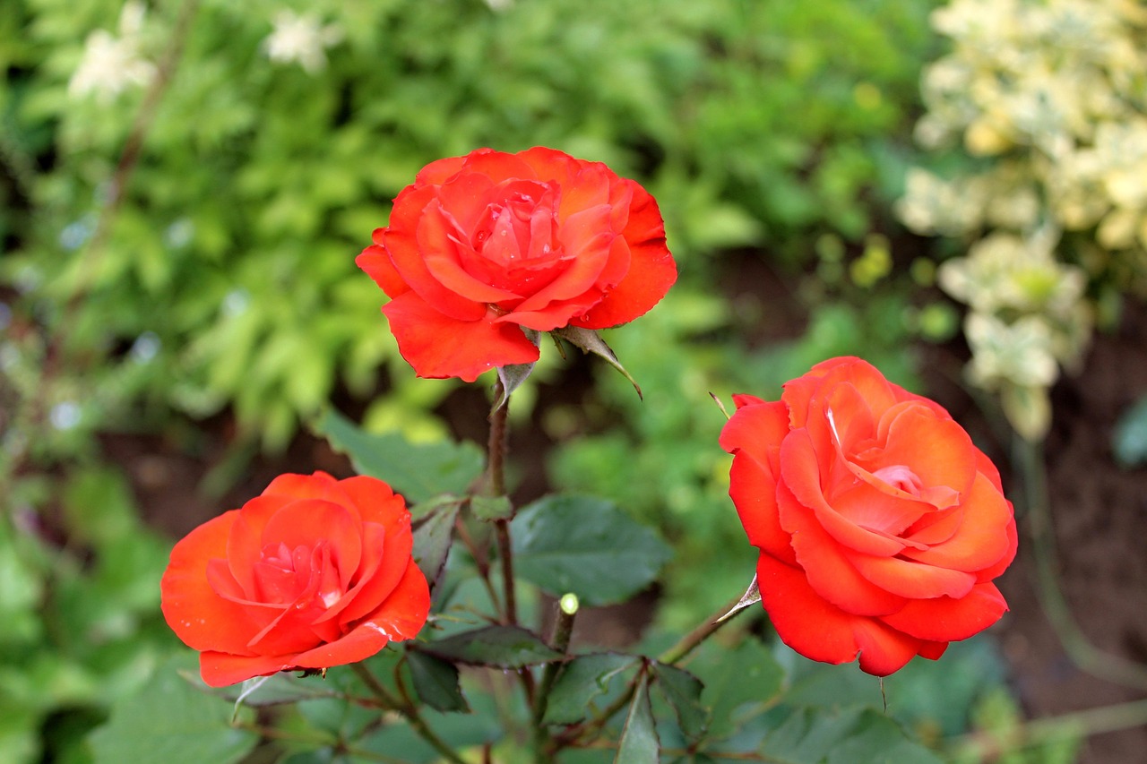 Rose Jardin - Photo gratuite sur Pixabay - Pixabay