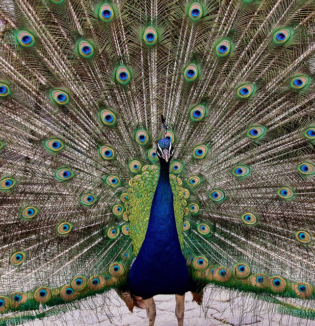 Paon Oiseau Animal - Photo gratuite sur Pixabay
