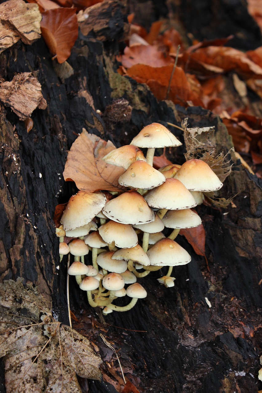 Mushrooms Forest Fall Tree - Free photo on Pixabay - Pixabay