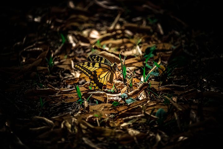 Mariposas Volando Imágenes - Descarga imágenes gratis - Pixabay