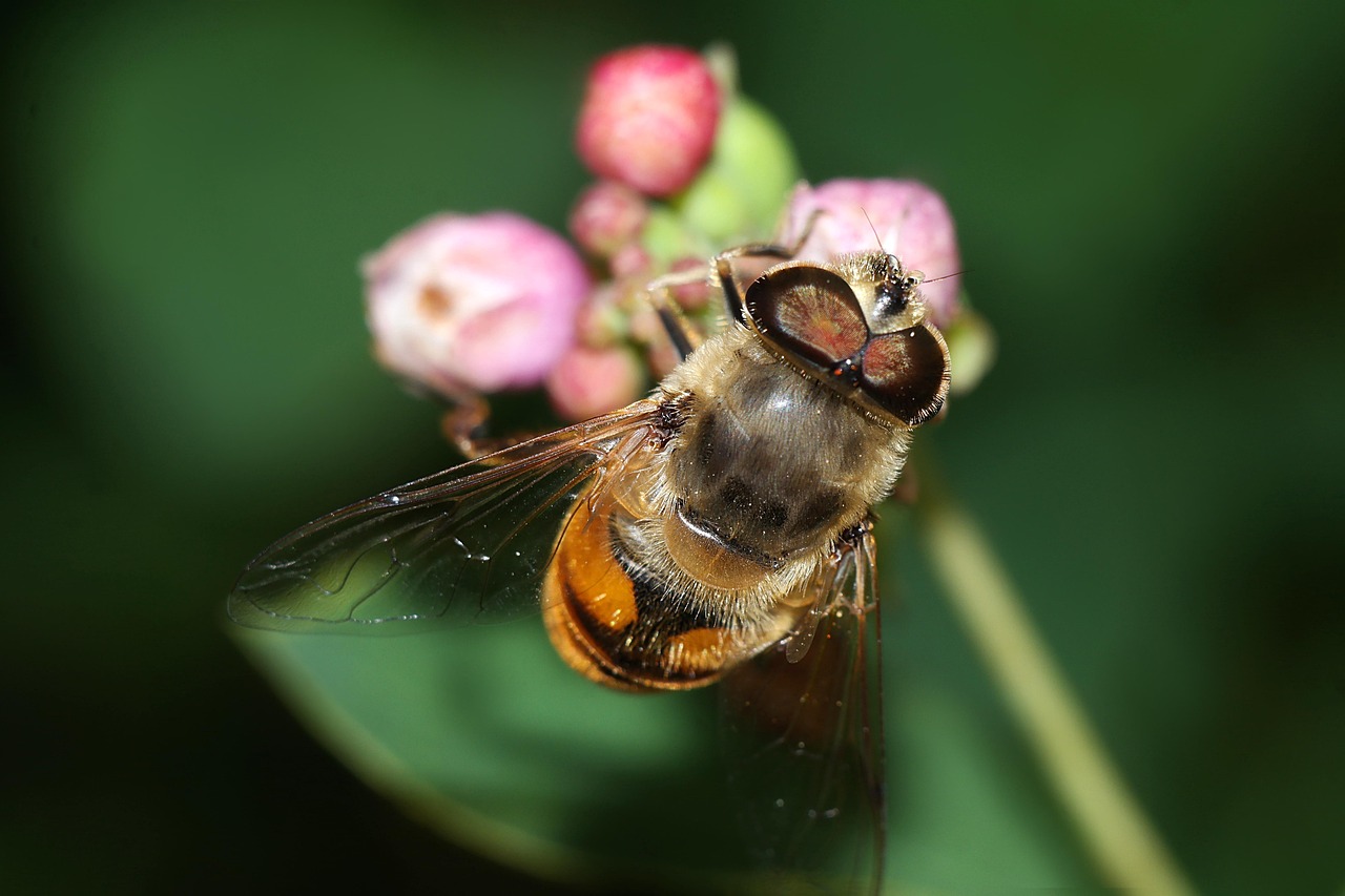 Insect Macro Nature Winged - Free photo on Pixabay - Pixabay