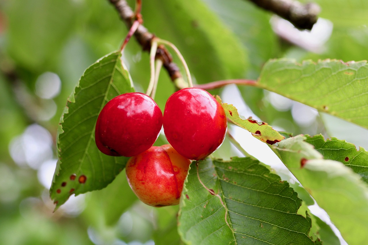 Cerises Sweet Cherry Fruit - Photo gratuite sur Pixabay - Pixabay