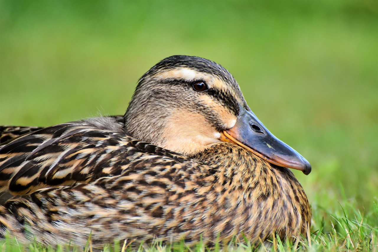 50+ Free Platypus & Animal Images - Pixabay