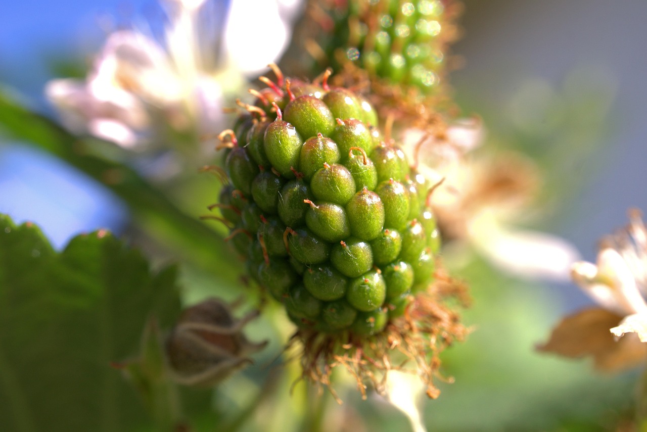 200+ Free Bramble & Nature Images - Pixabay