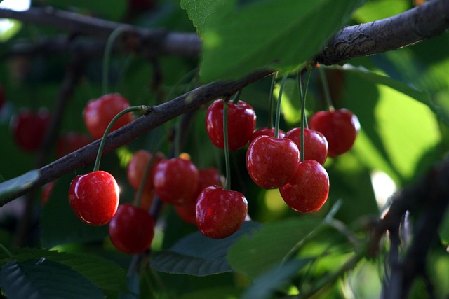 Más de 7 fotos de Cirese Albe y Dulce gratis - Pixabay