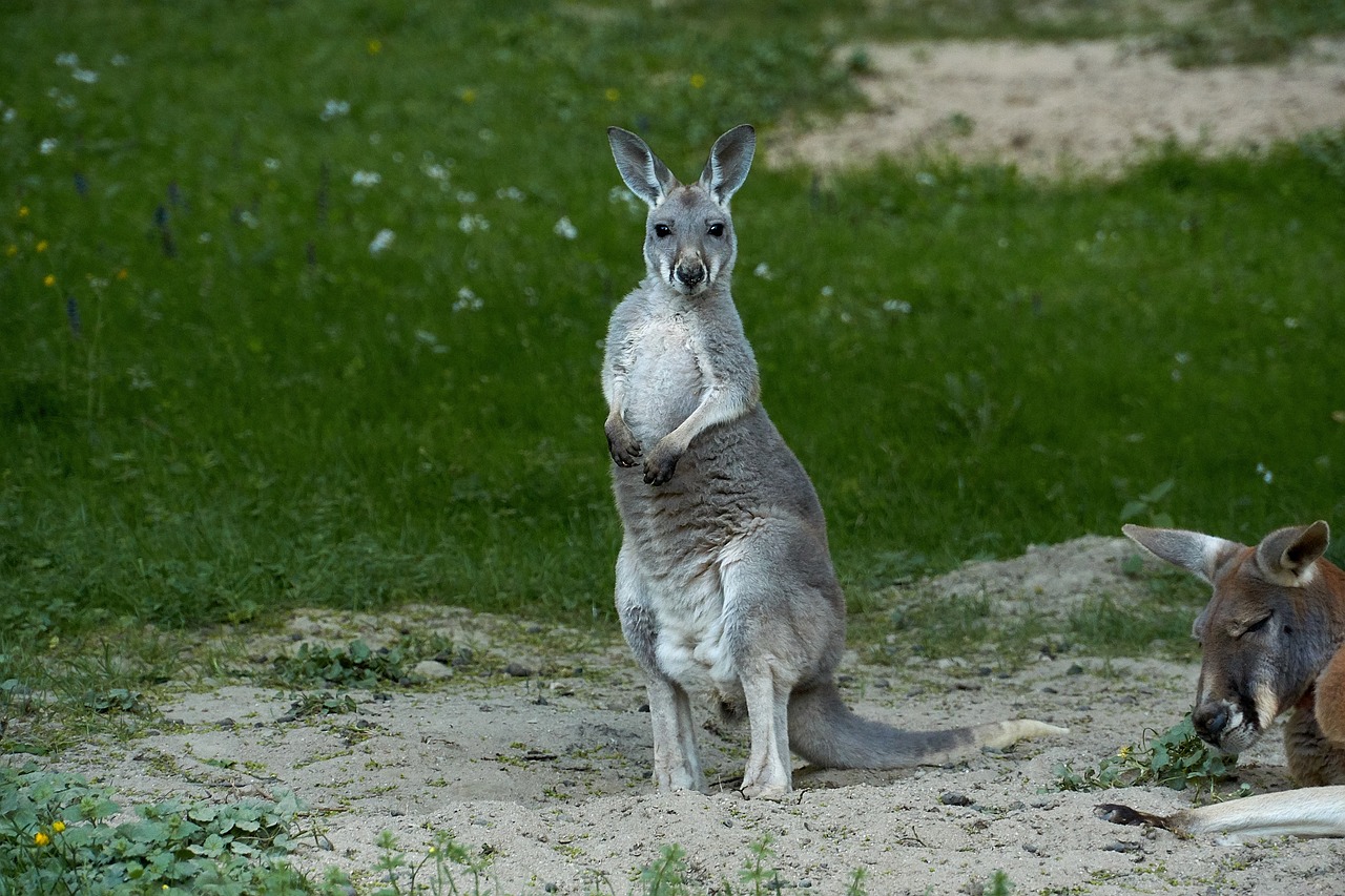 Canguru Marsupial Jardim Zoológico - Foto gratuita no Pixabay - Pixabay