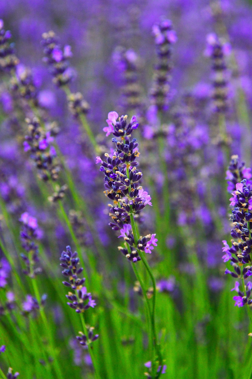 Lavender Field Purple - Free photo on Pixabay