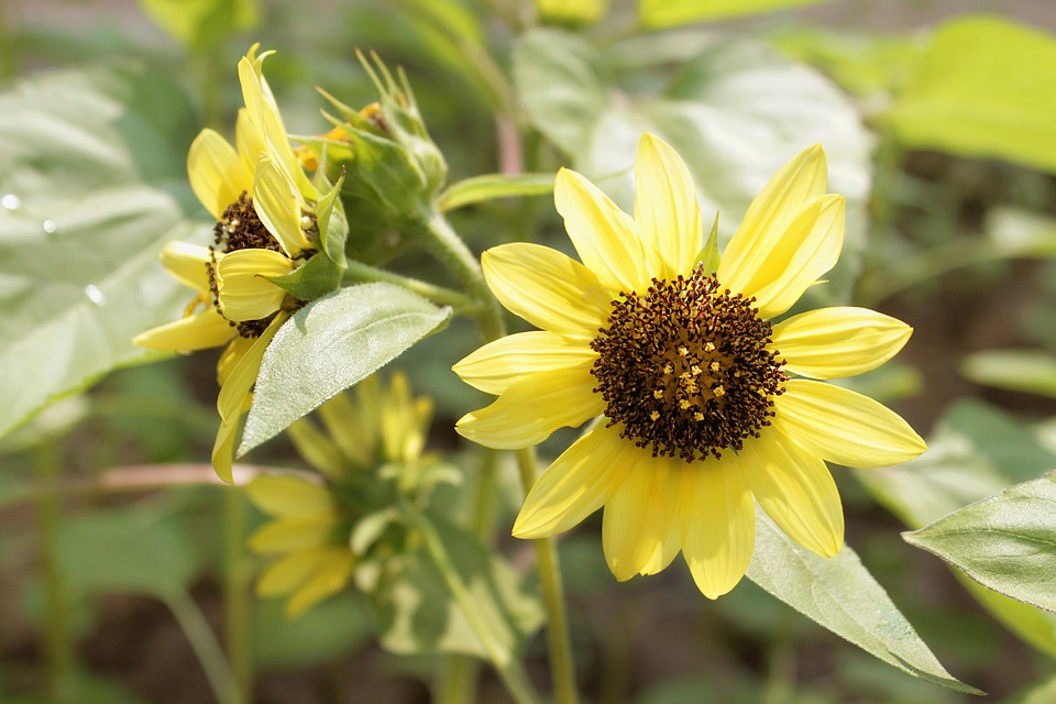 Tournesol Fleur Y - Photo gratuite sur Pixabay - Pixabay