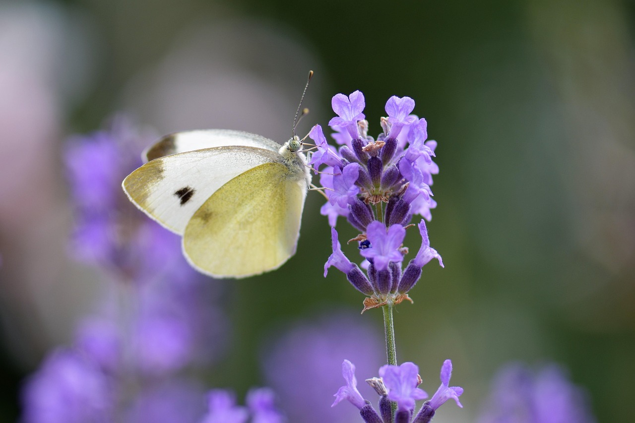 Butterfly Lavender Flower - Free photo on Pixabay - Pixabay