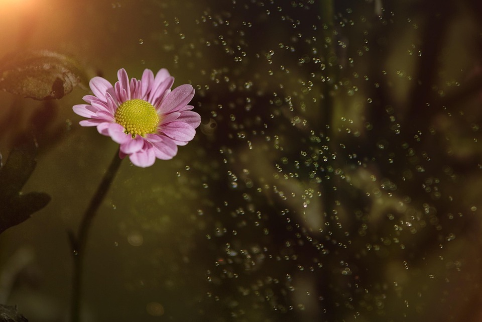 Blume Rosa - Kostenloses Foto auf Pixabay
