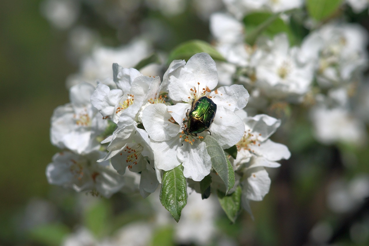 Kruszczyca Złotawka Kumbang Bunga - Foto gratis di Pixabay - Pixabay