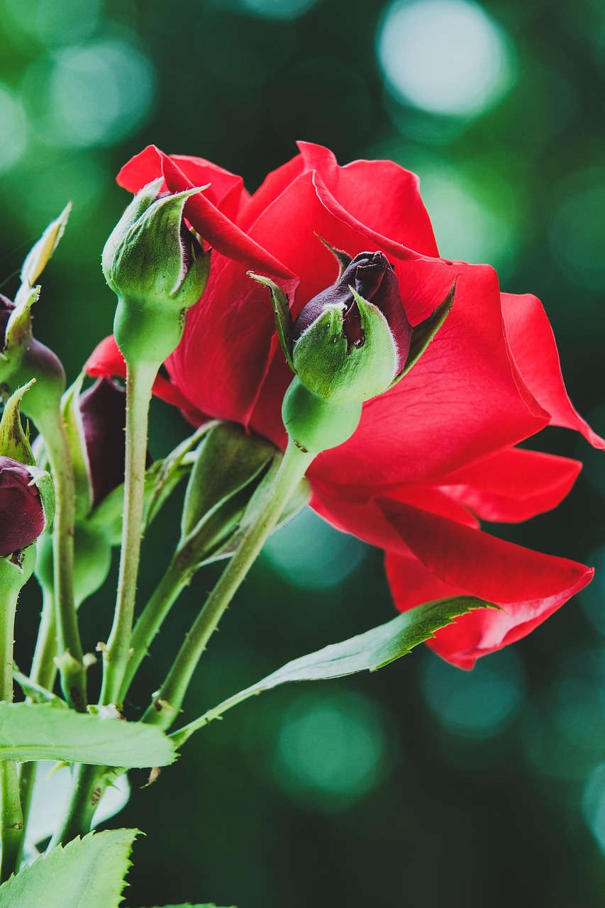 La Nature Feuille Fleur - Photo gratuite sur Pixabay - Pixabay