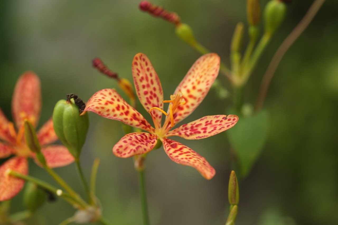 Flower Plant Criminal Liabilities - Free photo on Pixabay