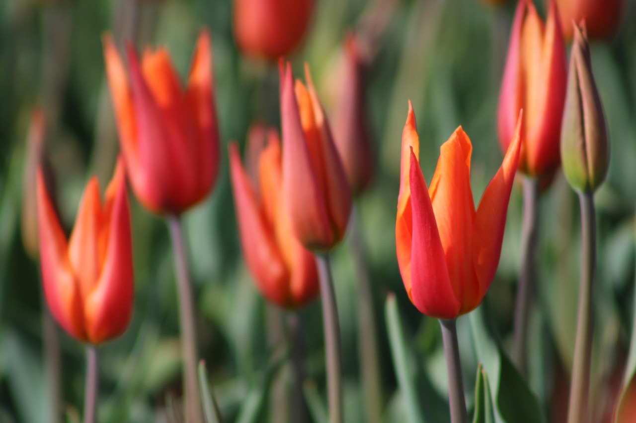 Tulipanes Flor De Tulipán Holanda - Foto gratis en Pixabay - Pixabay