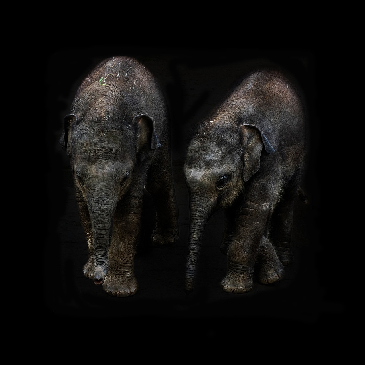 Elephants Animal Pachyderm - Free photo on Pixabay - Pixabay
