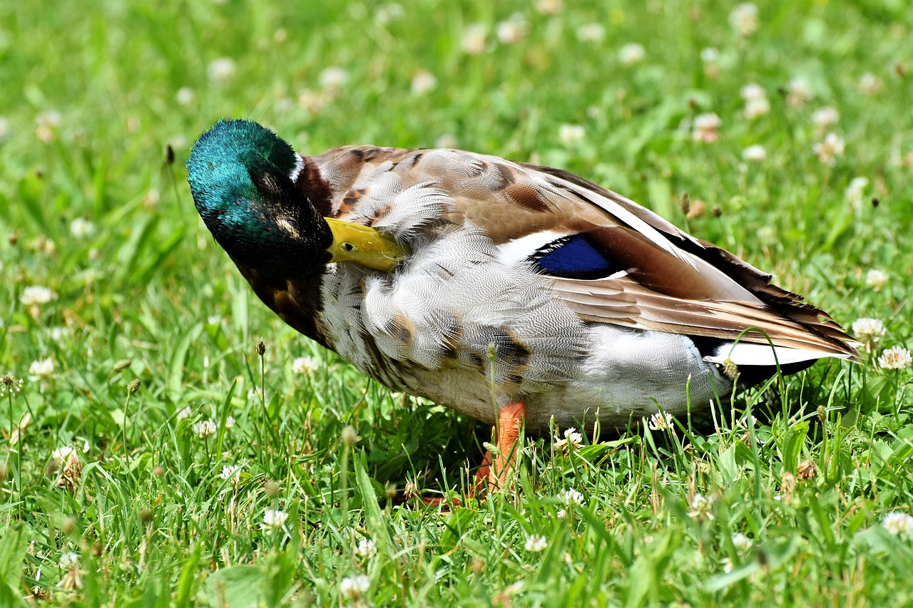 Duck Drake Water Bird - Free photo on Pixabay