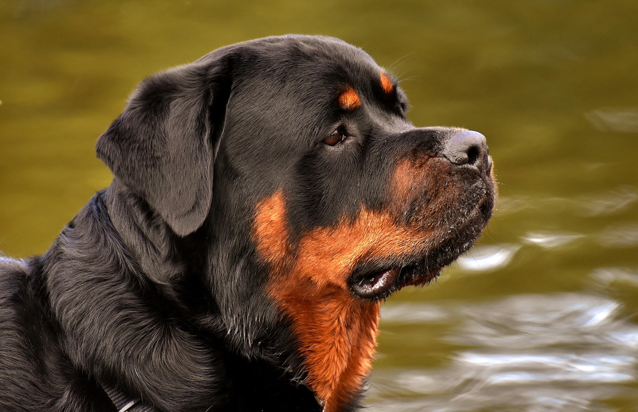 200 Free Rottweiler Dog Photos Pixabay 200 Free Rottweiler Dog Photos Pixabay