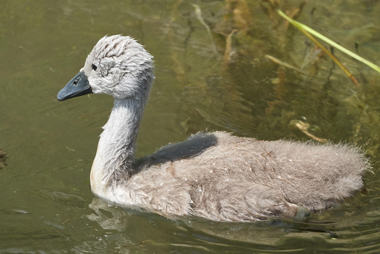 Cisne Garota Pássaro Aquático - Foto gratuita no Pixabay - Pixabay
