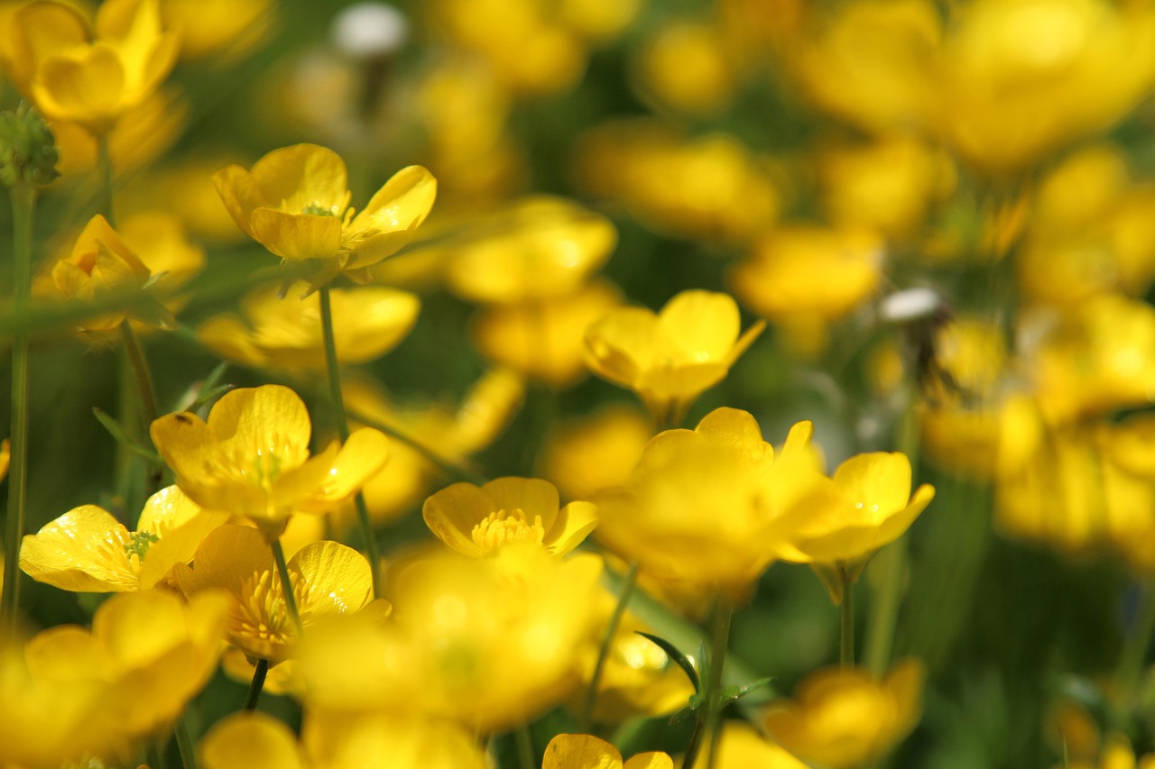 Buttercup Flower Meadow - Free photo on Pixabay