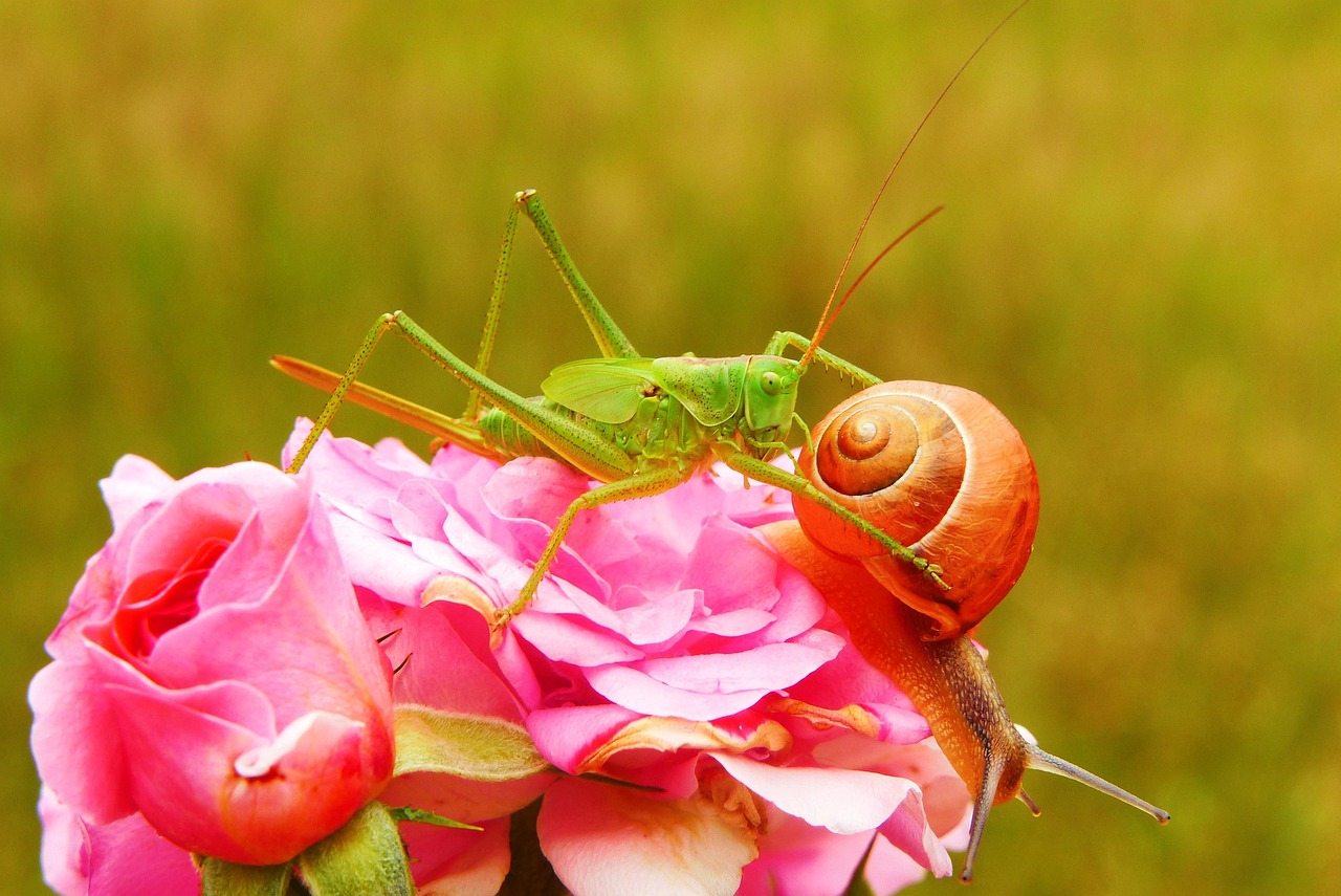 Grasshopper Insect Molluscs - Free photo on Pixabay - Pixabay