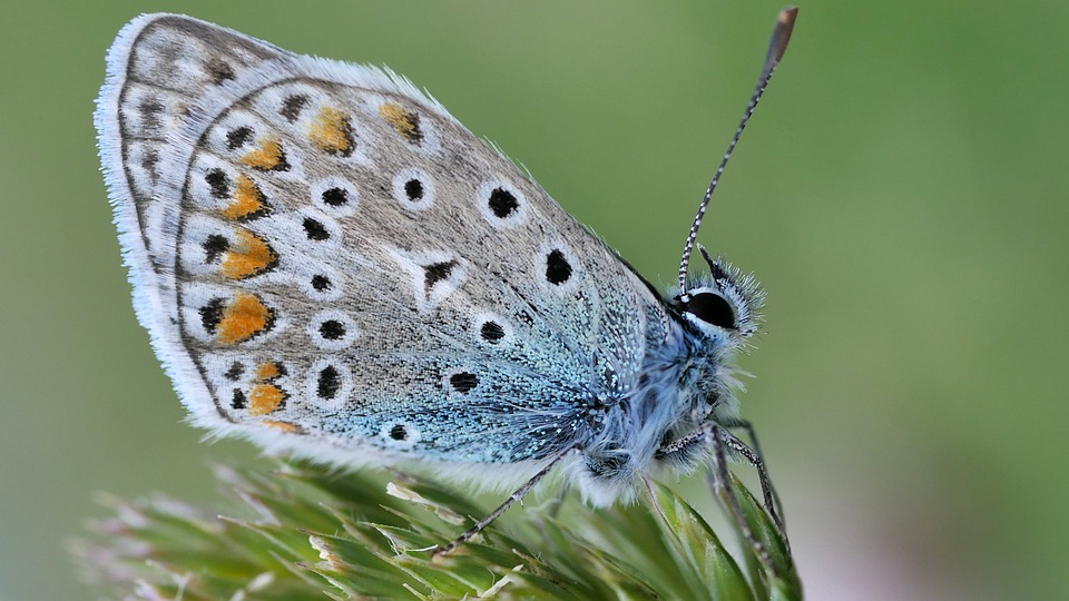 Butterfly White Blue - Free photo on Pixabay