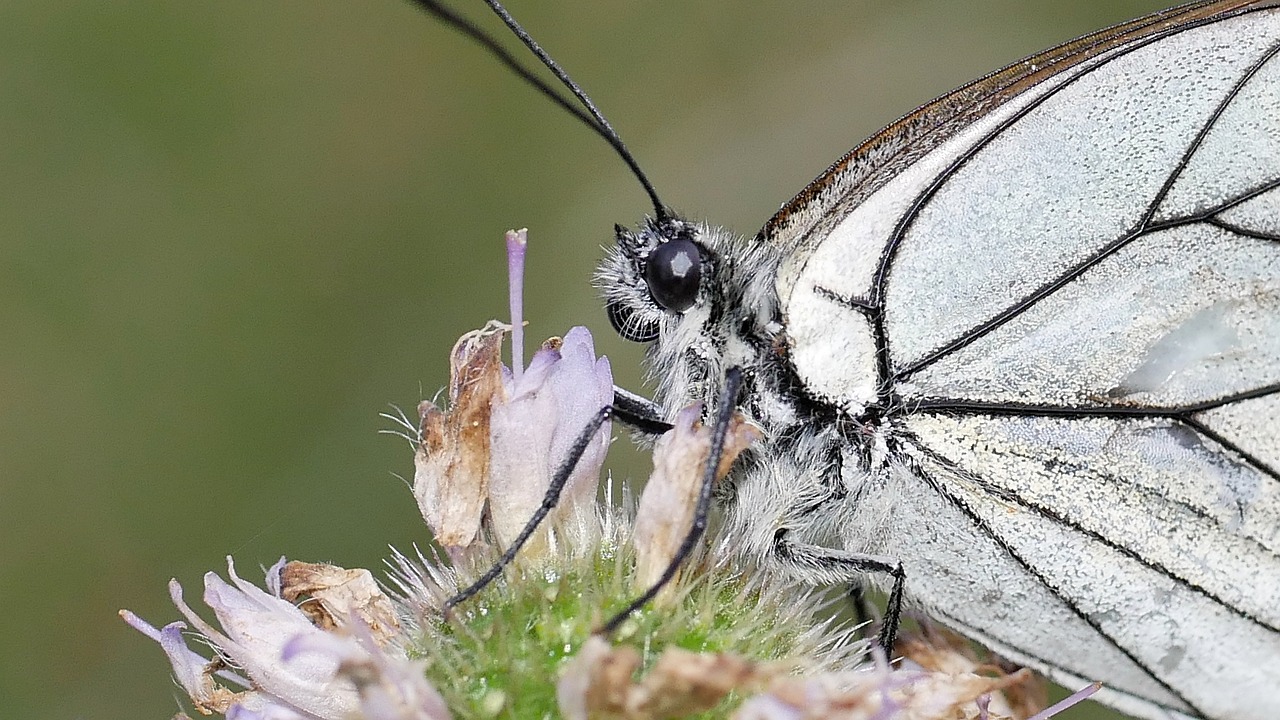 Mariposa Blanco Blanca - Foto gratis en Pixabay - Pixabay