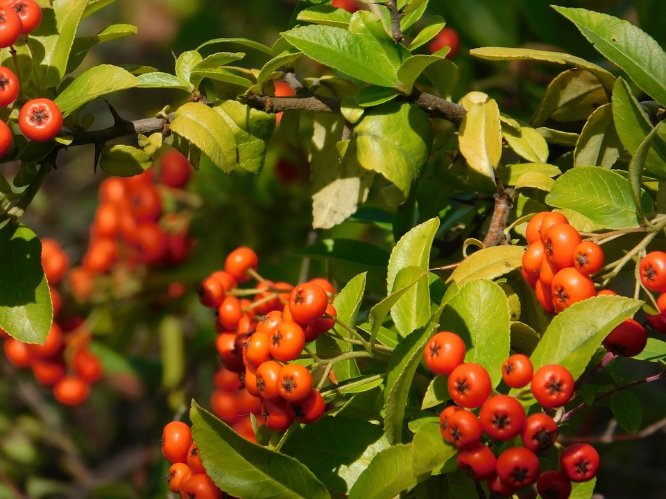 Red Fruits Garden Plant - Free photo on Pixabay - Pixabay