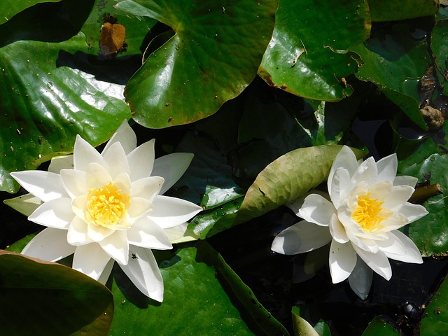 Jardin Blanche Fleurs De La - Photo gratuite sur Pixabay - Pixabay