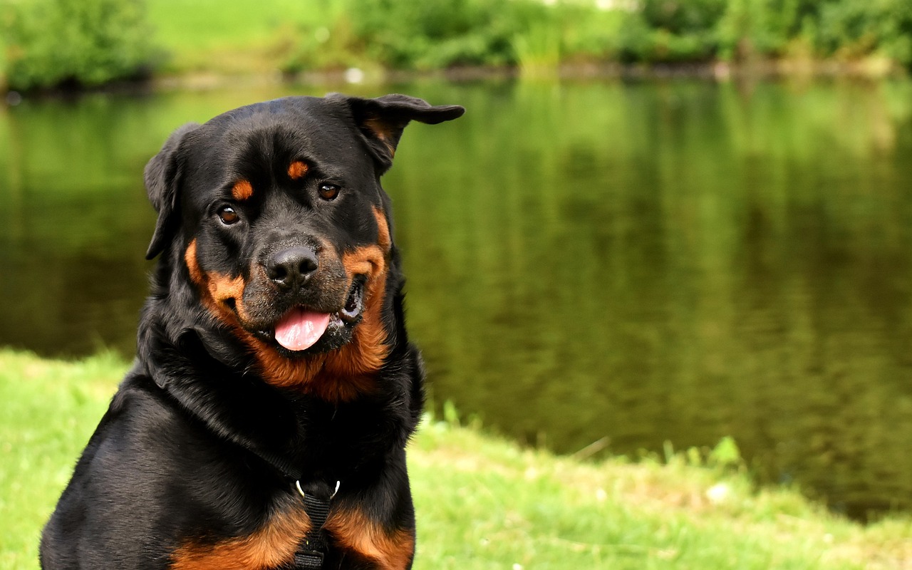 300 Free Rottweiler Dog Images Pixabay 300 Free Rottweiler Dog Images Pixabay