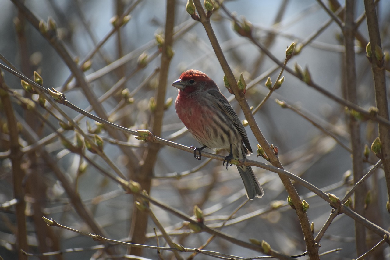Roselin Familier Rouge Le - Photo gratuite sur Pixabay - Pixabay