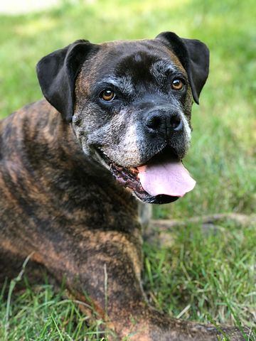 300 多张免费的“Boxer Dog”和“拳击手”照片 - Pixabay