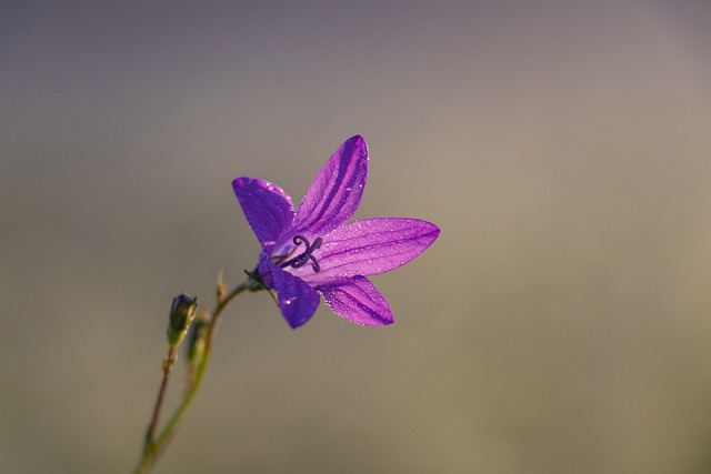 Cloche Fleur Macro - Photo gratuite sur Pixabay - Pixabay