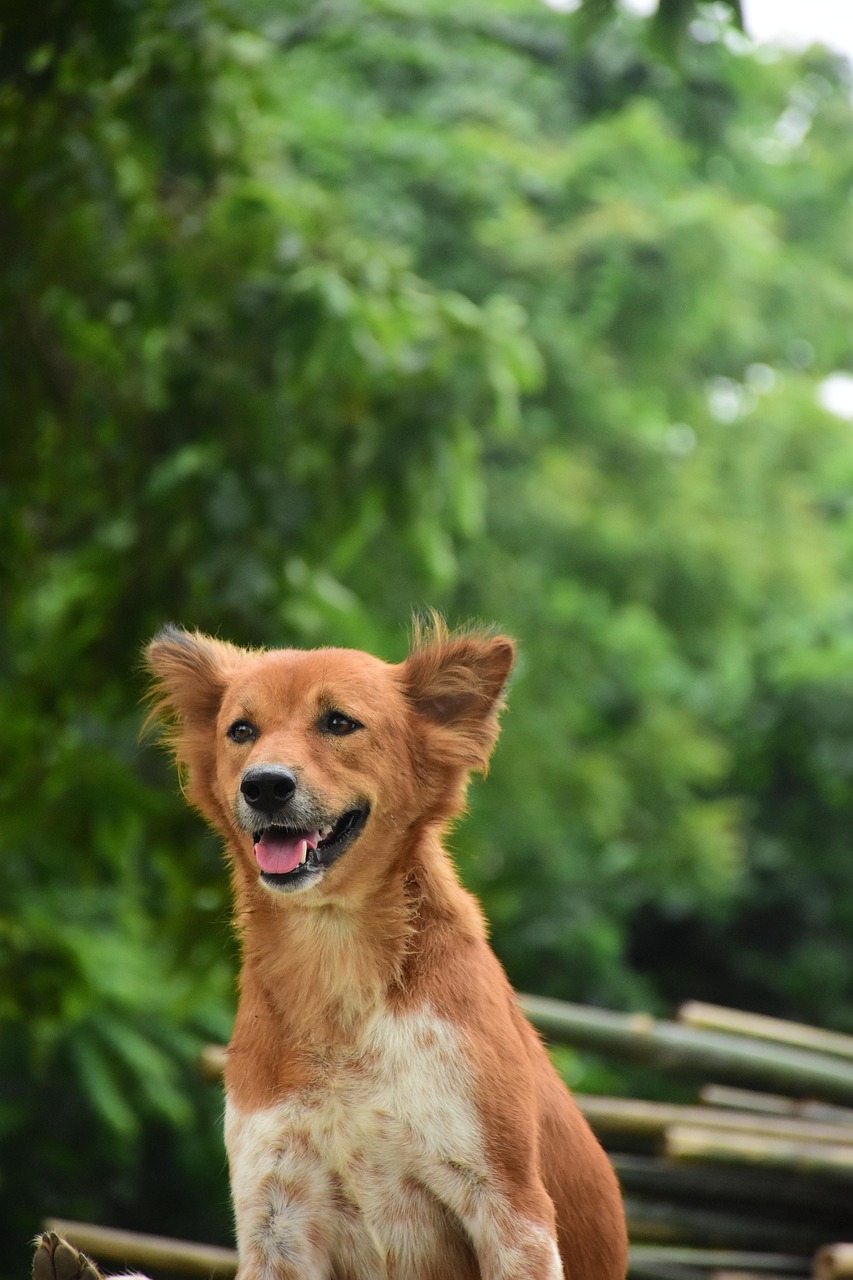 Perro Retrato De - Foto gratis en Pixabay - Pixabay
