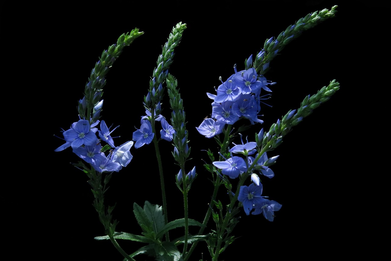 Rock Speedwell Flowers Plant - Free photo on Pixabay - Pixabay