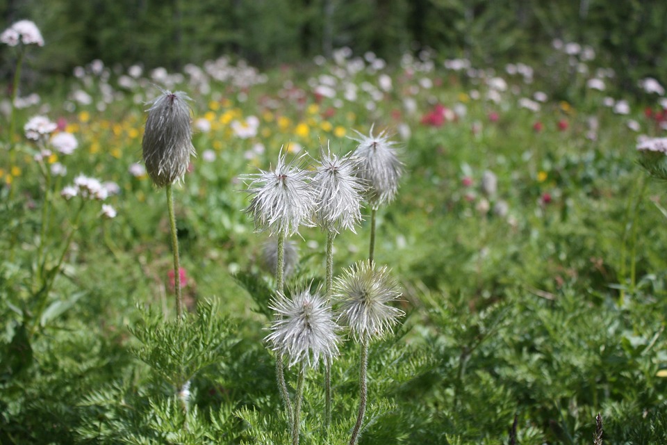 Kukka Wildflower Kevät - Ilmainen valokuva Pixabayssa - Pixabay