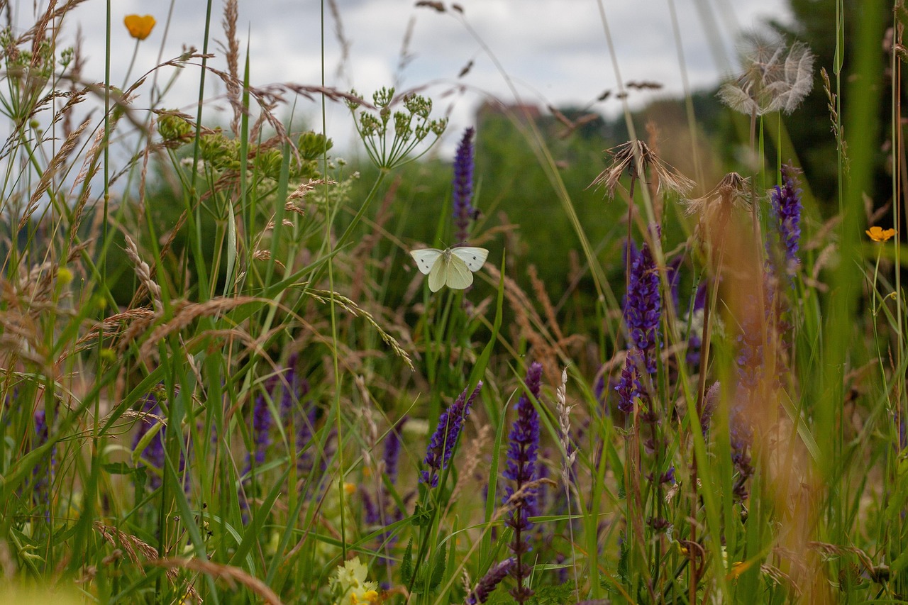 Wild Meadow Butterfly - Free photo on Pixabay - Pixabay