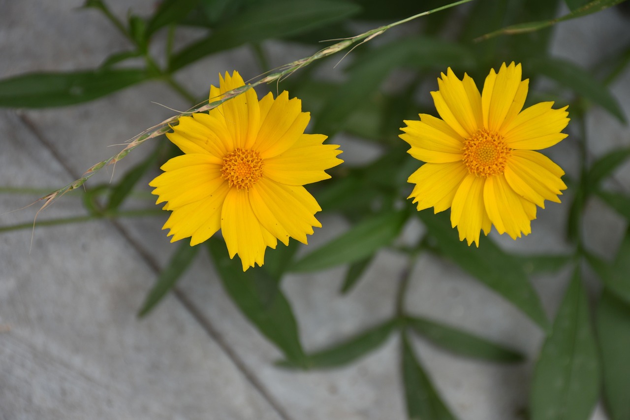 Bunga Tanaman Kesepian - Foto gratis di Pixabay